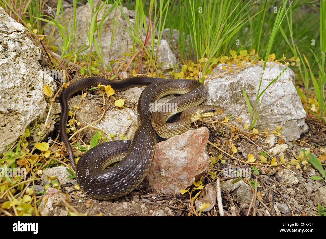 Aesculapian snake (Elaphe longissima, Zamenis longissimus ), resting on ...