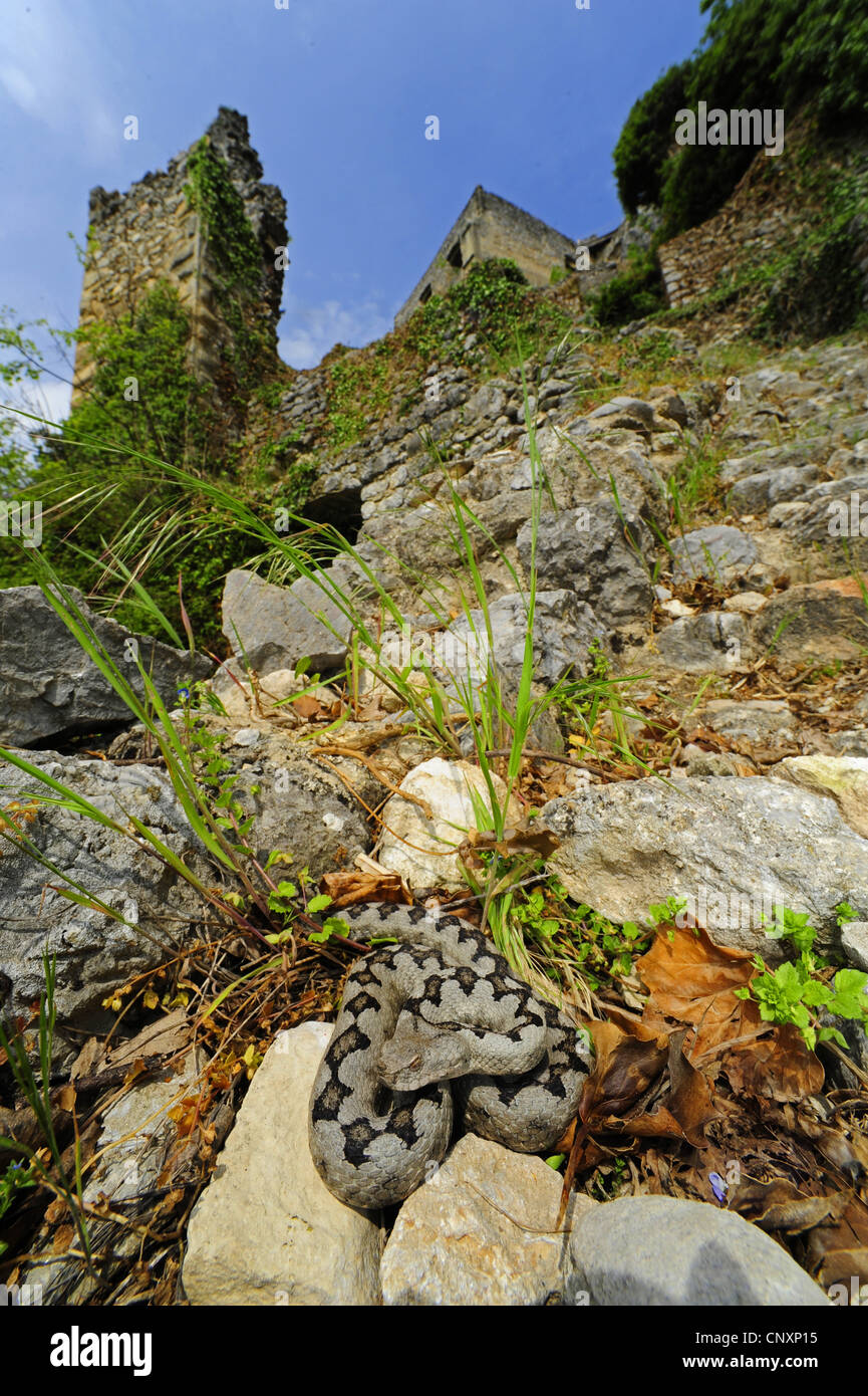sand viper, nose-horned viper (Vipera ammodytes), male in front of ...