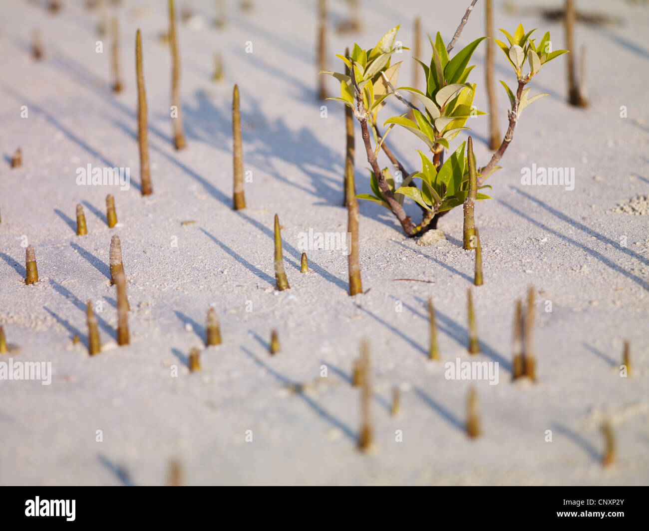 mangrove shoots growing out of sand Stock Photo - Alamy