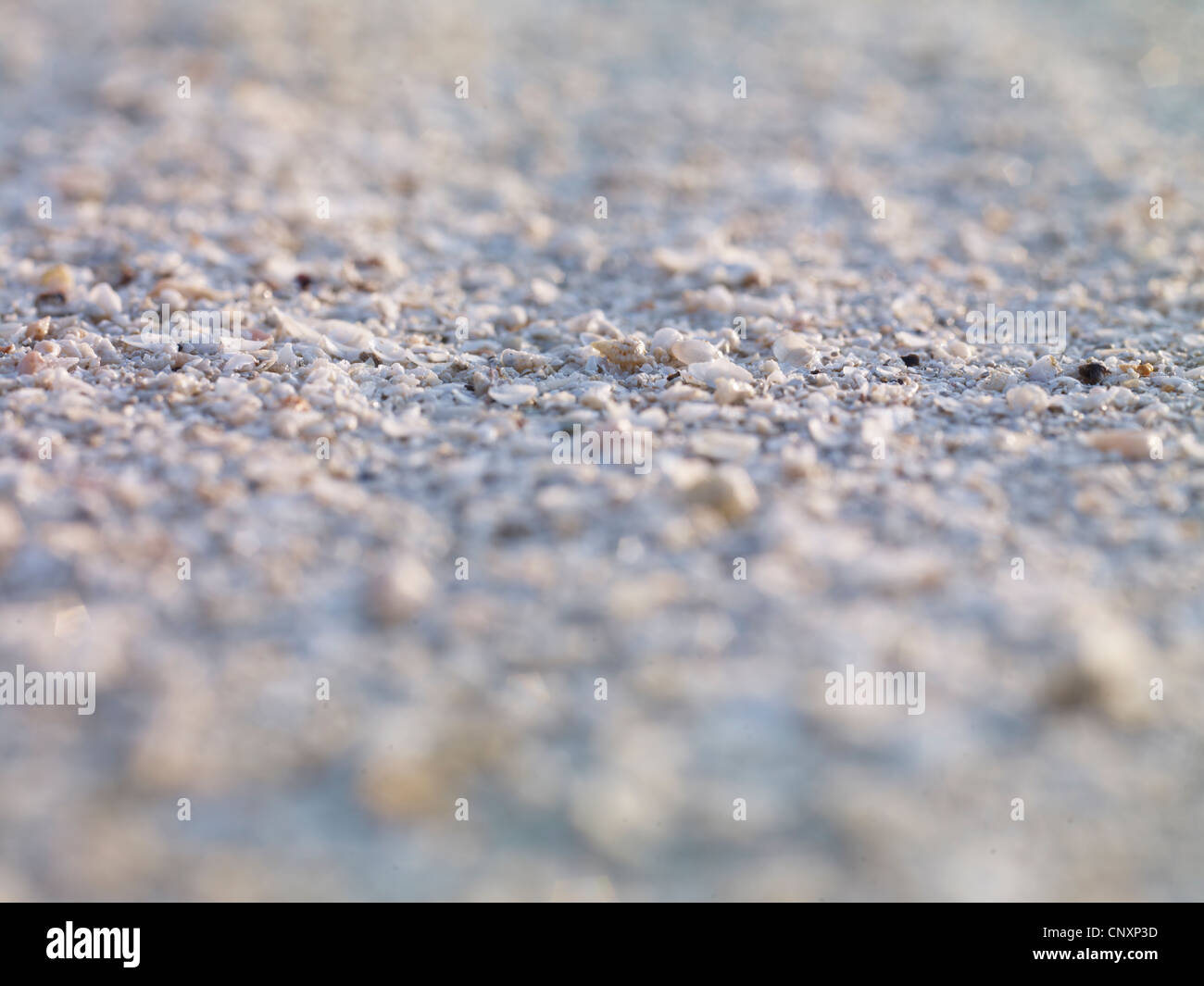close up of crushed shell on a beach Stock Photo - Alamy