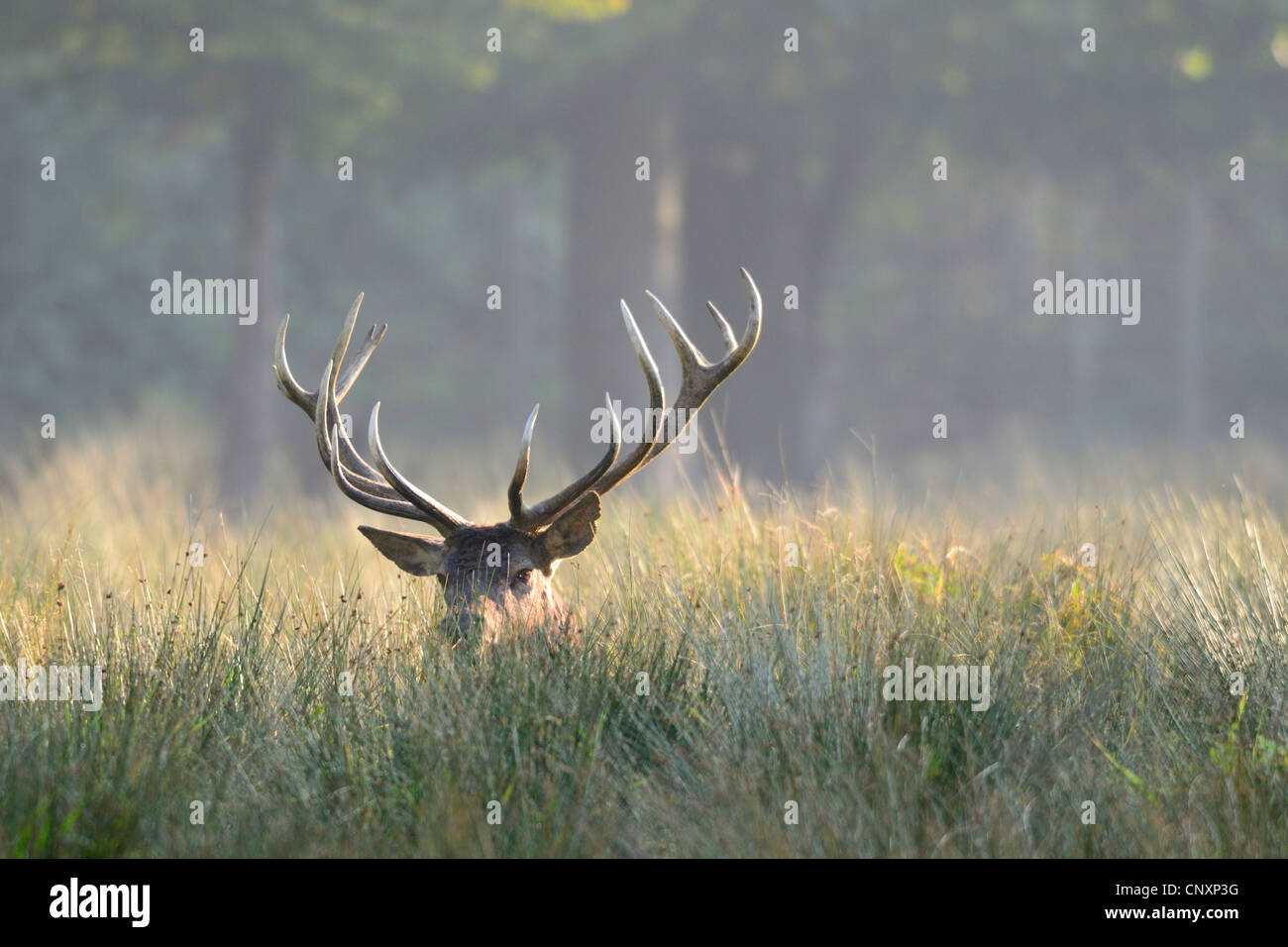 Red deer (cervus elephus) male resting in bush, Rhodes animal's park ...