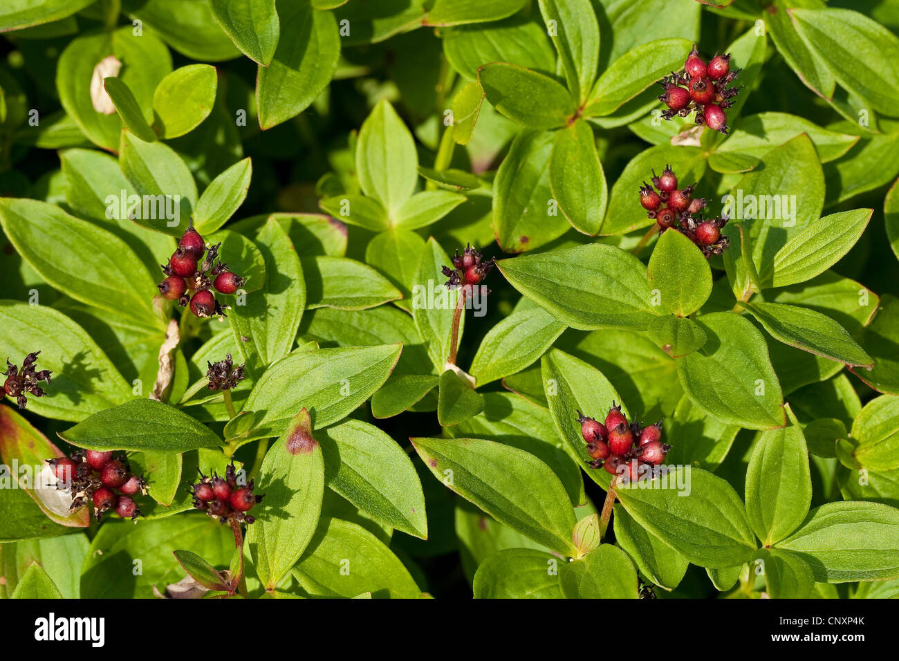 dwarf cornel, dogwood (Cornus suecica), fruiting Stock Photo - Alamy
