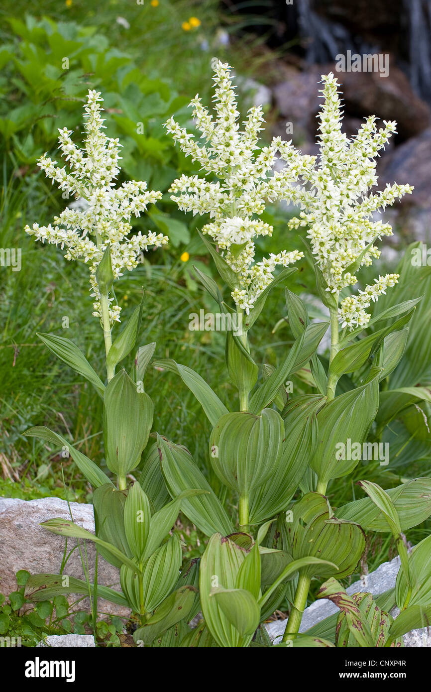 White Hellebore Veratrum Album Poisonous High Resolution Stock Photography and Images - Alamy