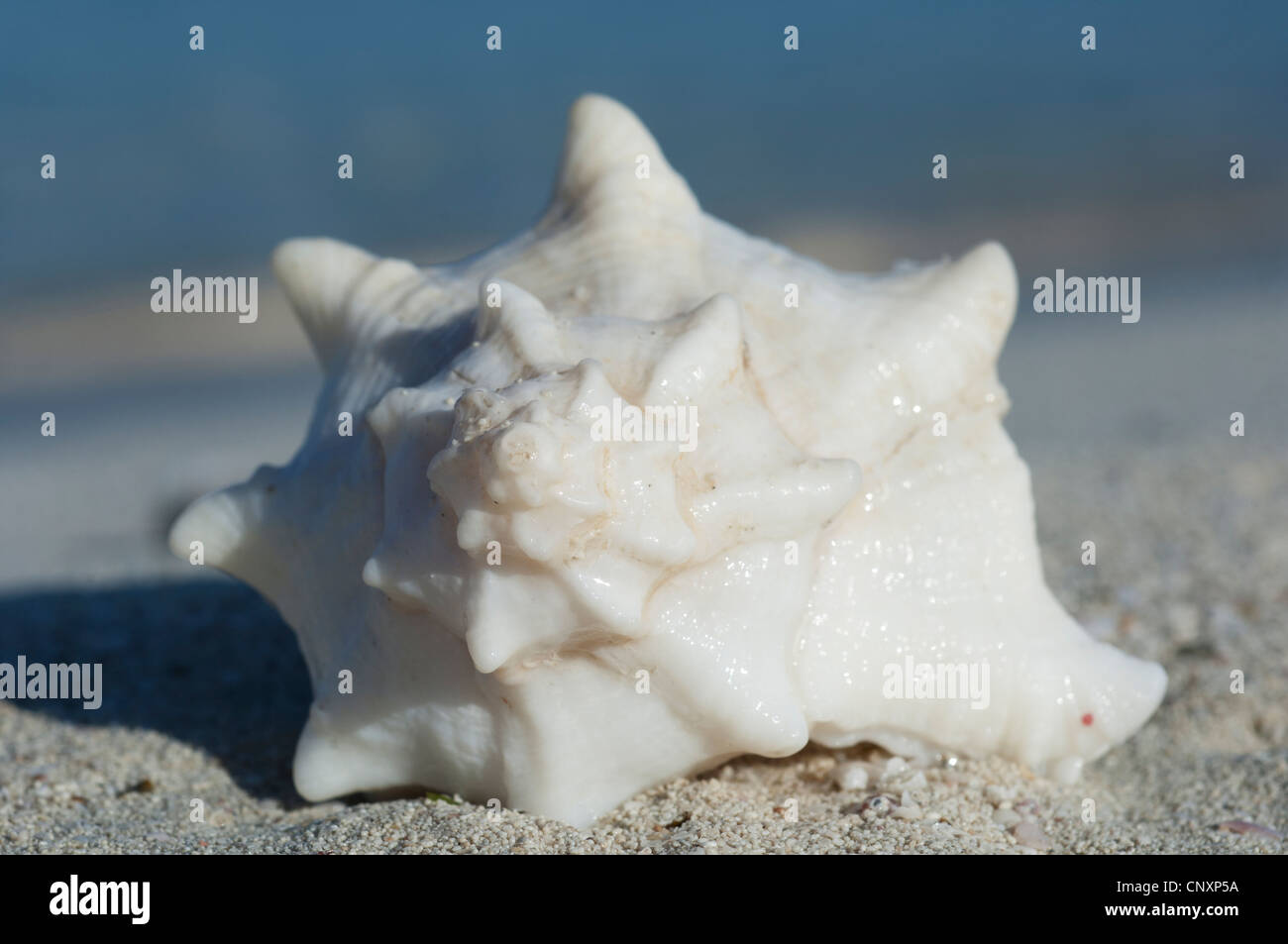 sea shell on the beach Stock Photo - Alamy