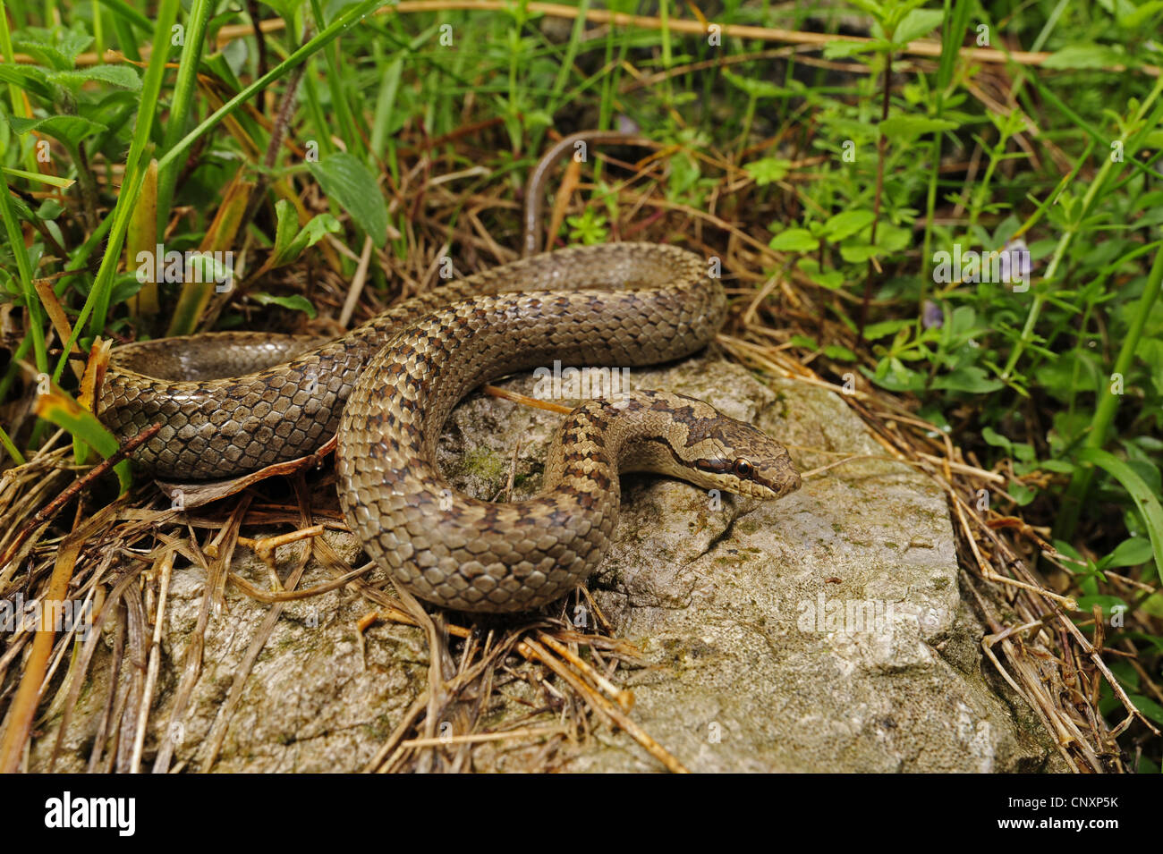 smooth snake (Coronella austriaca), lying on a rock, Slovenia, Soca ...