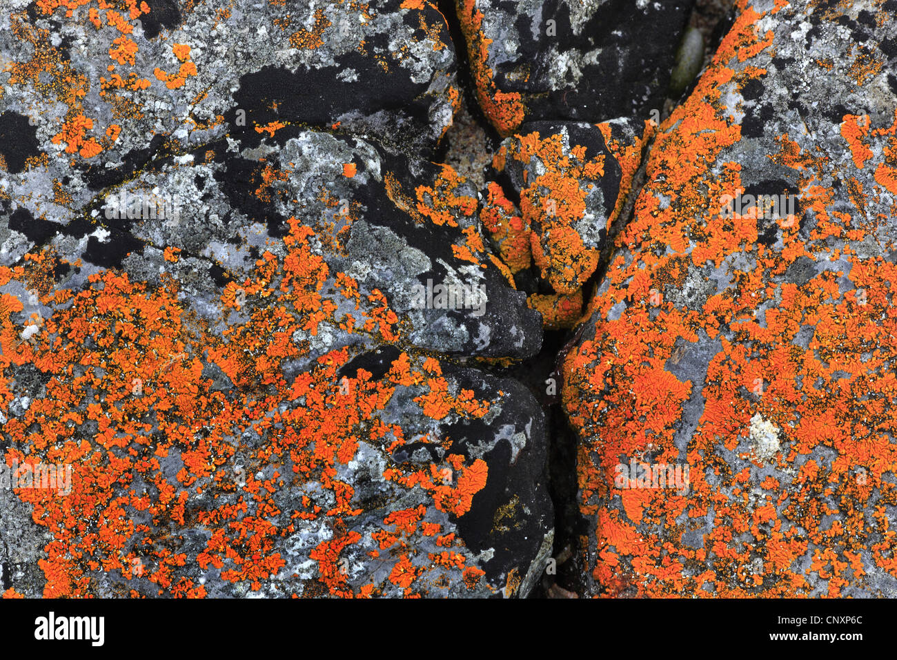 Lichens on the rocks hi-res stock photography and images - Alamy