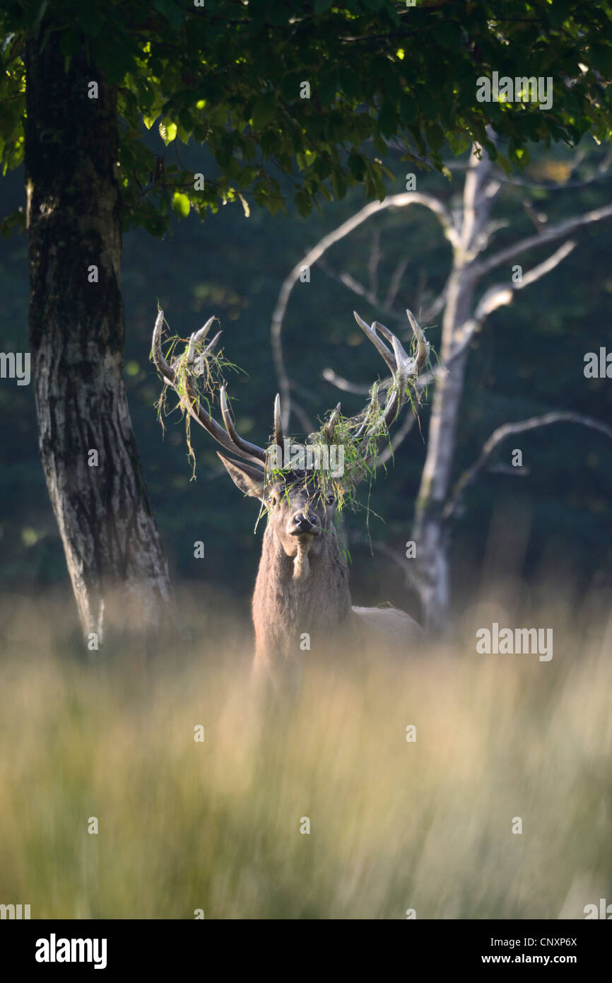 Red deer (cervus elephus) in forest during rutting season, Rhodes ...