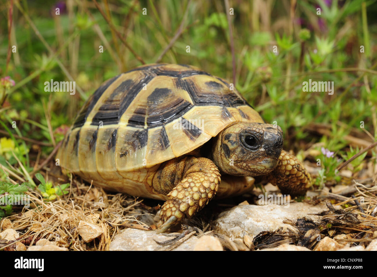 Hermann's tortoise, Greek tortoise (Testudo hermanni, Testudo Stock ...