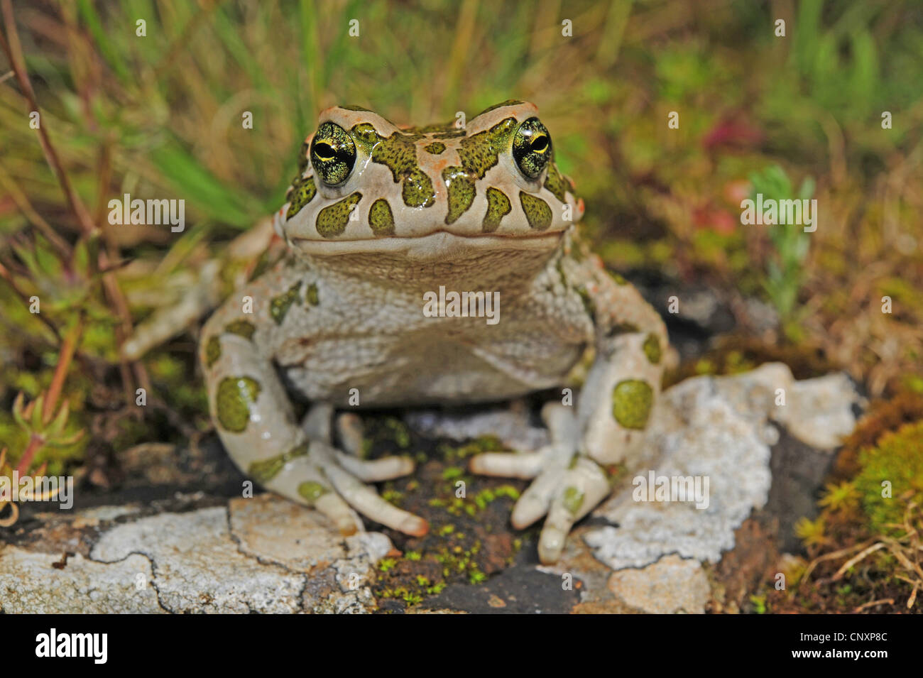 green toad or variegated toad (Bufo viridis), front view, Croatia ...