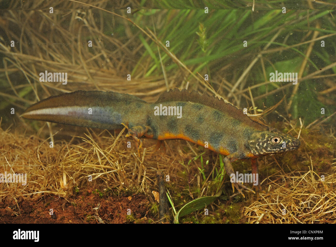 alpine crested newt, Italian warty newt (Triturus carniflex), male ...