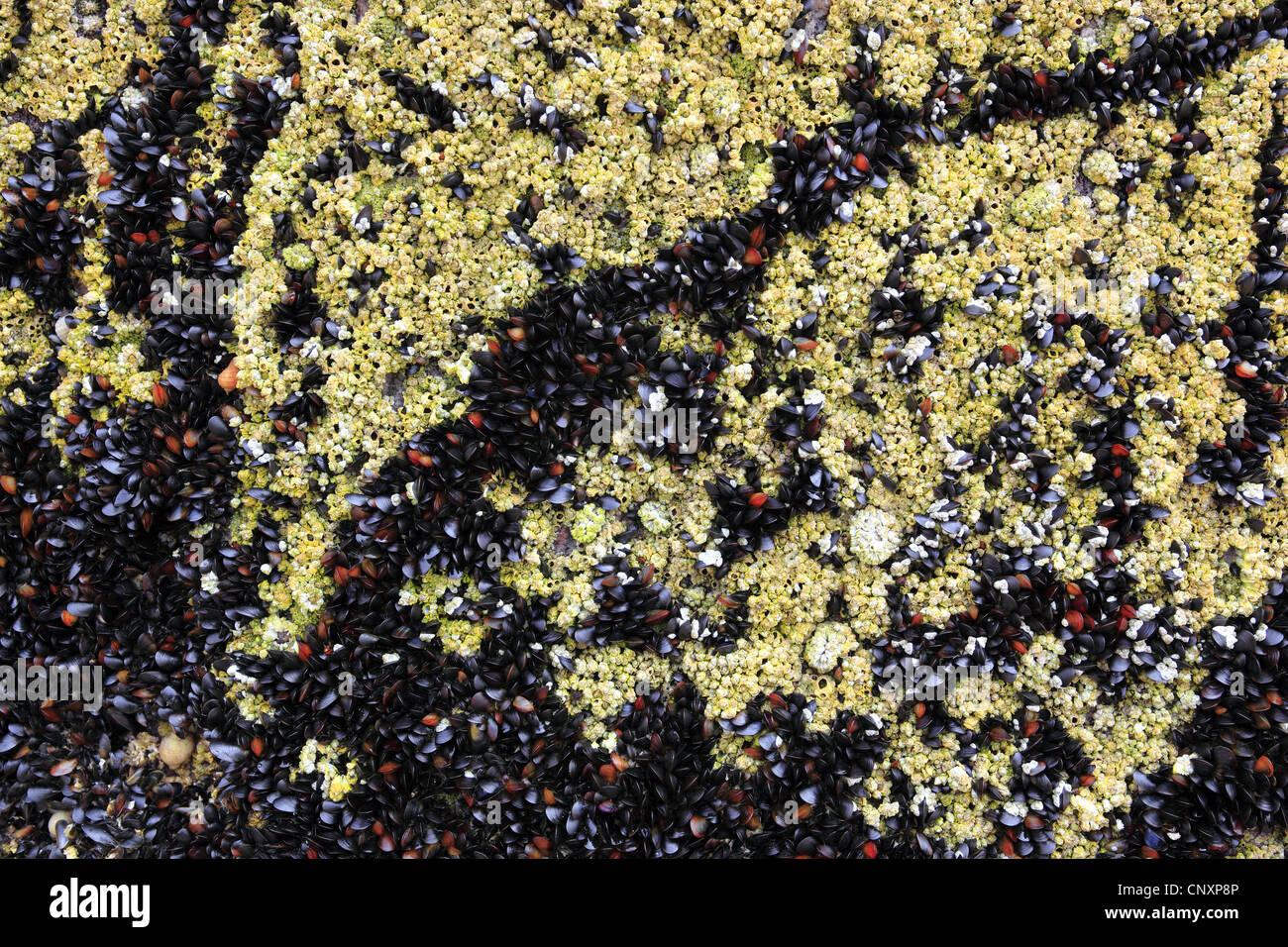 Water and rock structures hi-res stock photography and images - Alamy