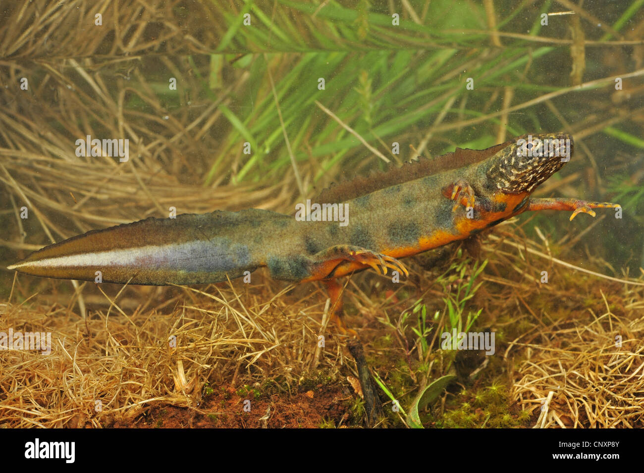 alpine crested newt, Italian warty newt (Triturus carniflex), male ...