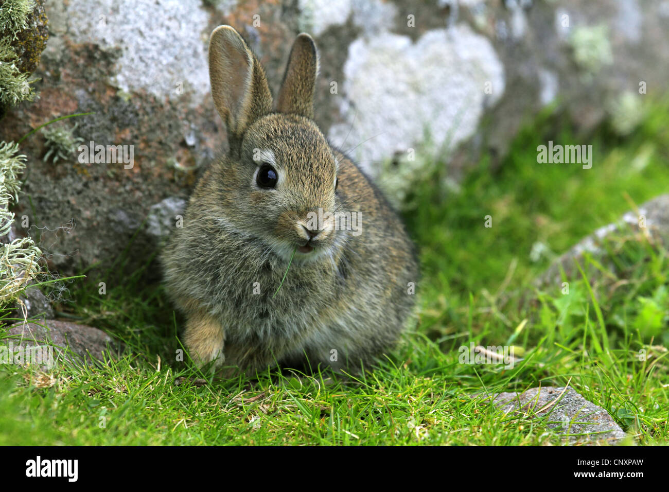 European rabbit (Oryctolagus cuniculus), bunny sitting at a rock ...