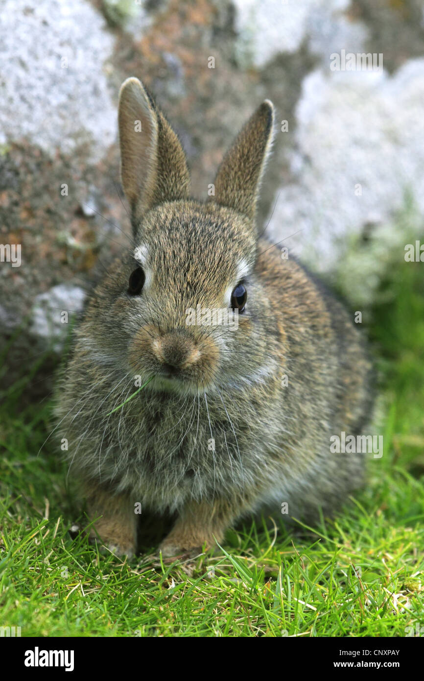 Bunny kingdom hi-res stock photography and images - Alamy