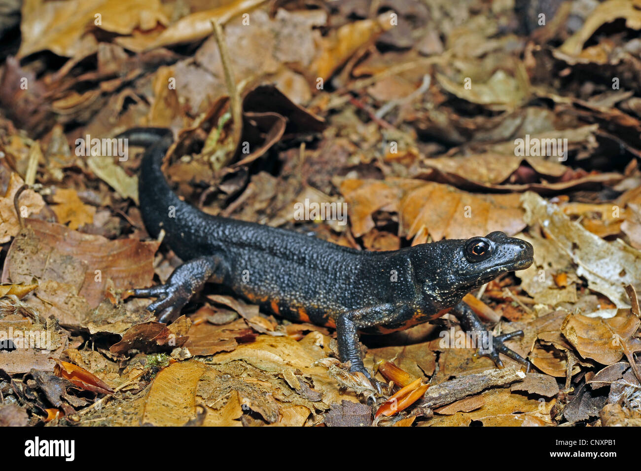 alpine crested newt, Italian warty newt (Triturus carniflex), male ...