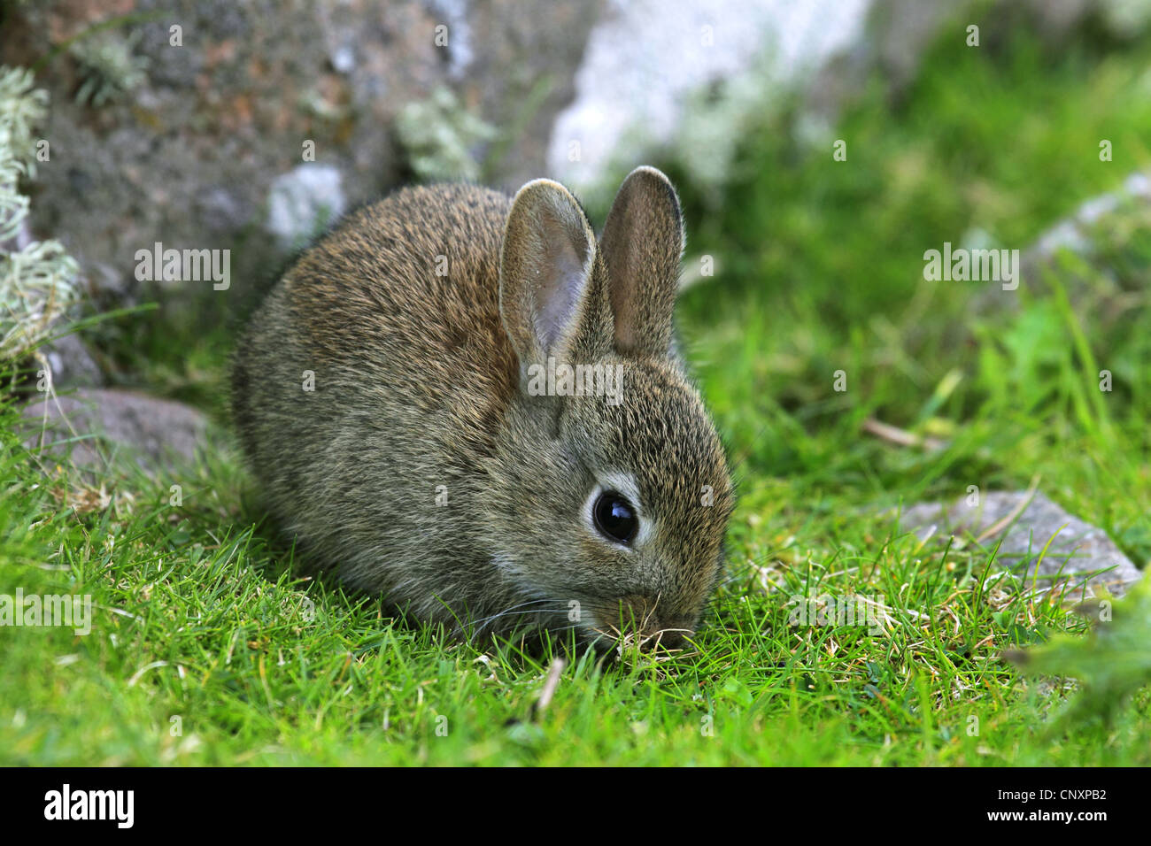 Grass little isle hi-res stock photography and images - Alamy