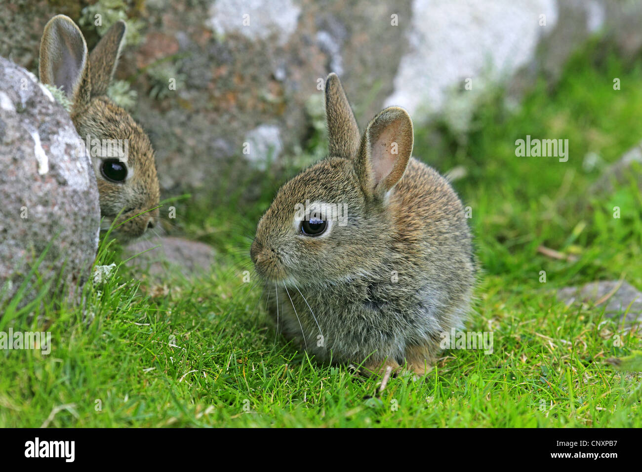 European rabbit (Oryctolagus cuniculus), two bunnies sitting at a rock ...