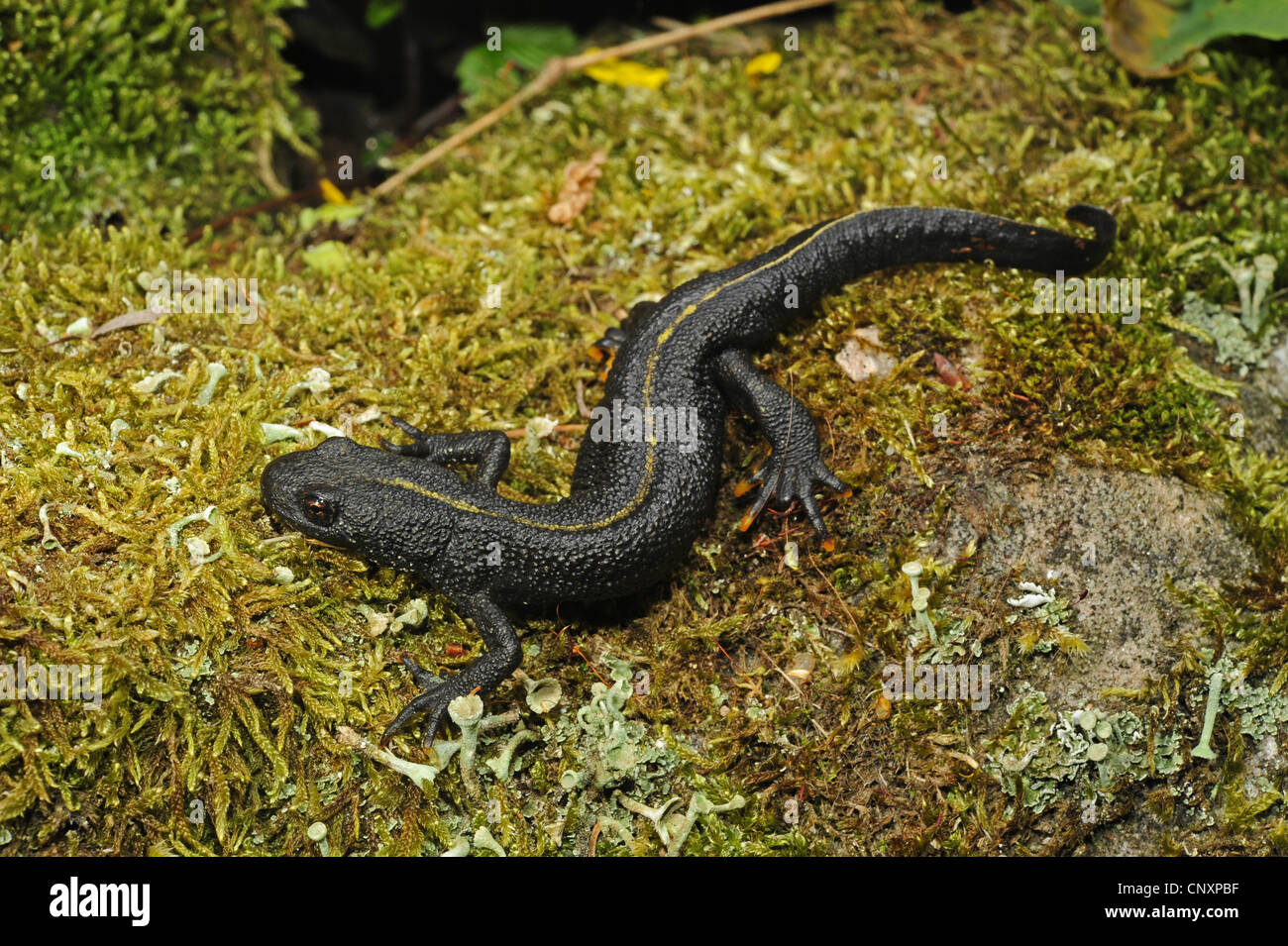 alpine crested newt, Italian warty newt (Triturus carniflex), female ...
