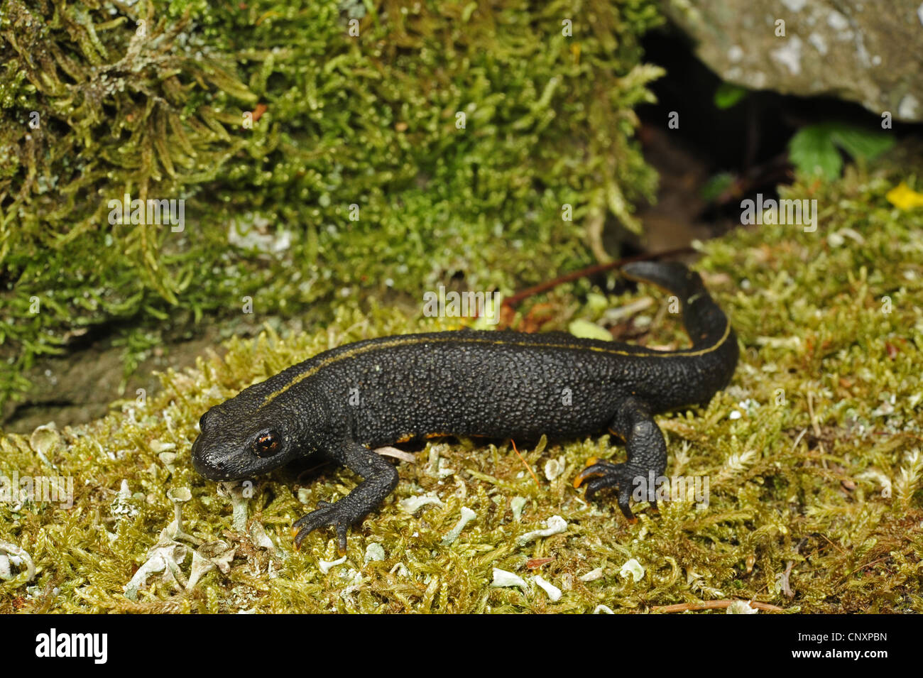 alpine crested newt, Italian warty newt (Triturus carniflex), female ...