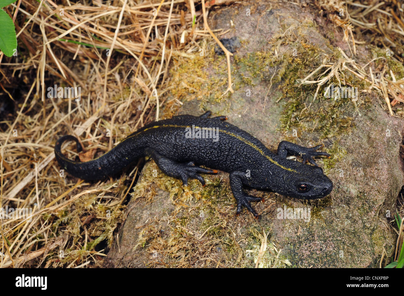 alpine crested newt, Italian warty newt (Triturus carniflex), female ...