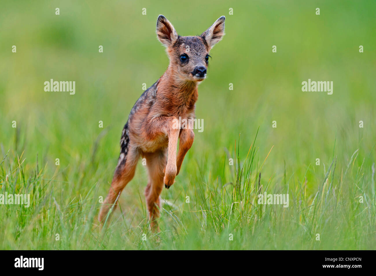 Happy roe deer hi-res stock photography and images - Alamy