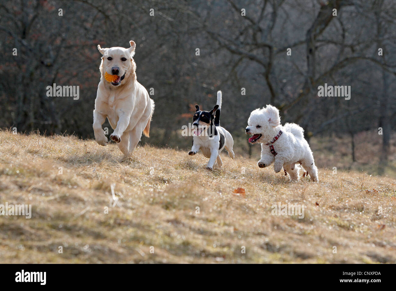 Three poodles hi-res stock photography and images - Alamy