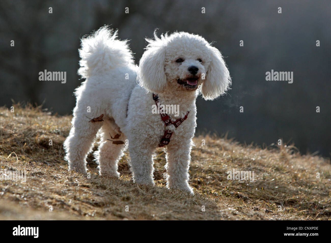 Bichon fris hi-res stock photography and images - Alamy