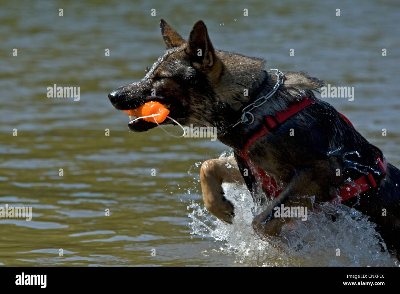 Old German Sheepdog (Canis lupus f. familiaris), retrieving object out ...