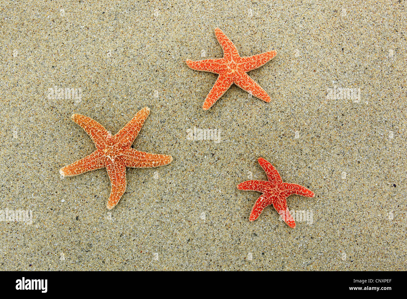Starfishes on the beach hi-res stock photography and images - Alamy