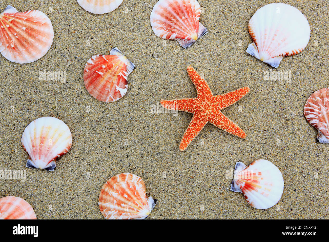 starfish with shells on the beach, United Kingdom, Scotland, Sutherland ...