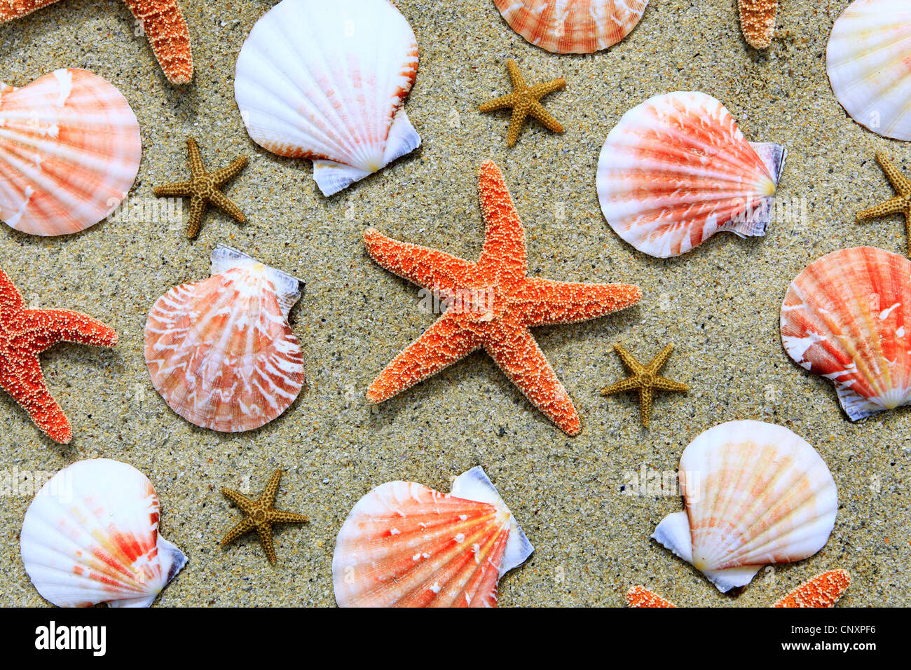 starfishes with shells on the beach, United Kingdom, Scotland ...