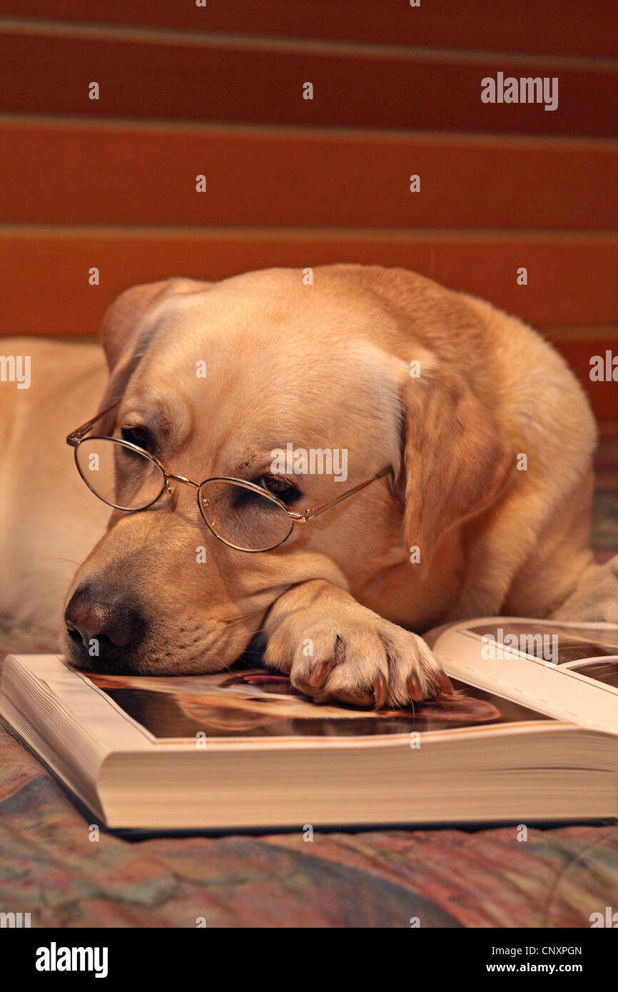 Labrador in a glass hi-res stock photography and images - Alamy