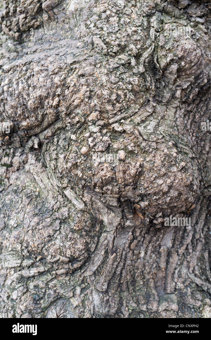 Abnormal tree trunk Stock Photo - Alamy