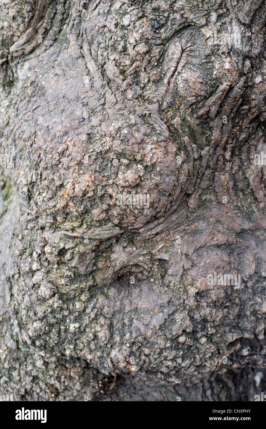Abnormal tree trunk Stock Photo - Alamy