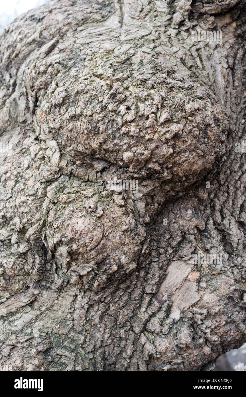 Abnormal tree trunk Stock Photo - Alamy