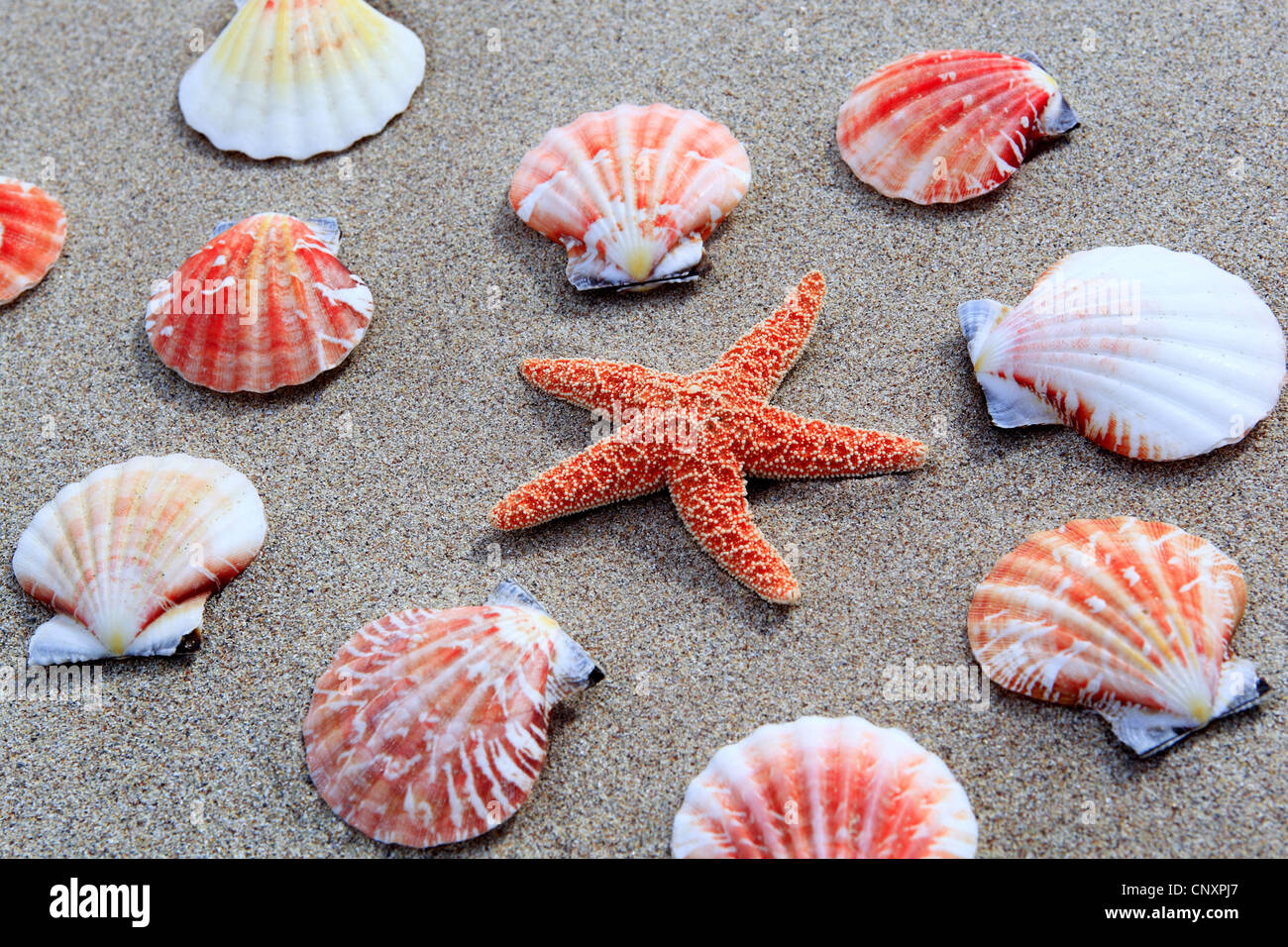starfish with shells on the beach, United Kingdom, Scotland, Sutherland ...