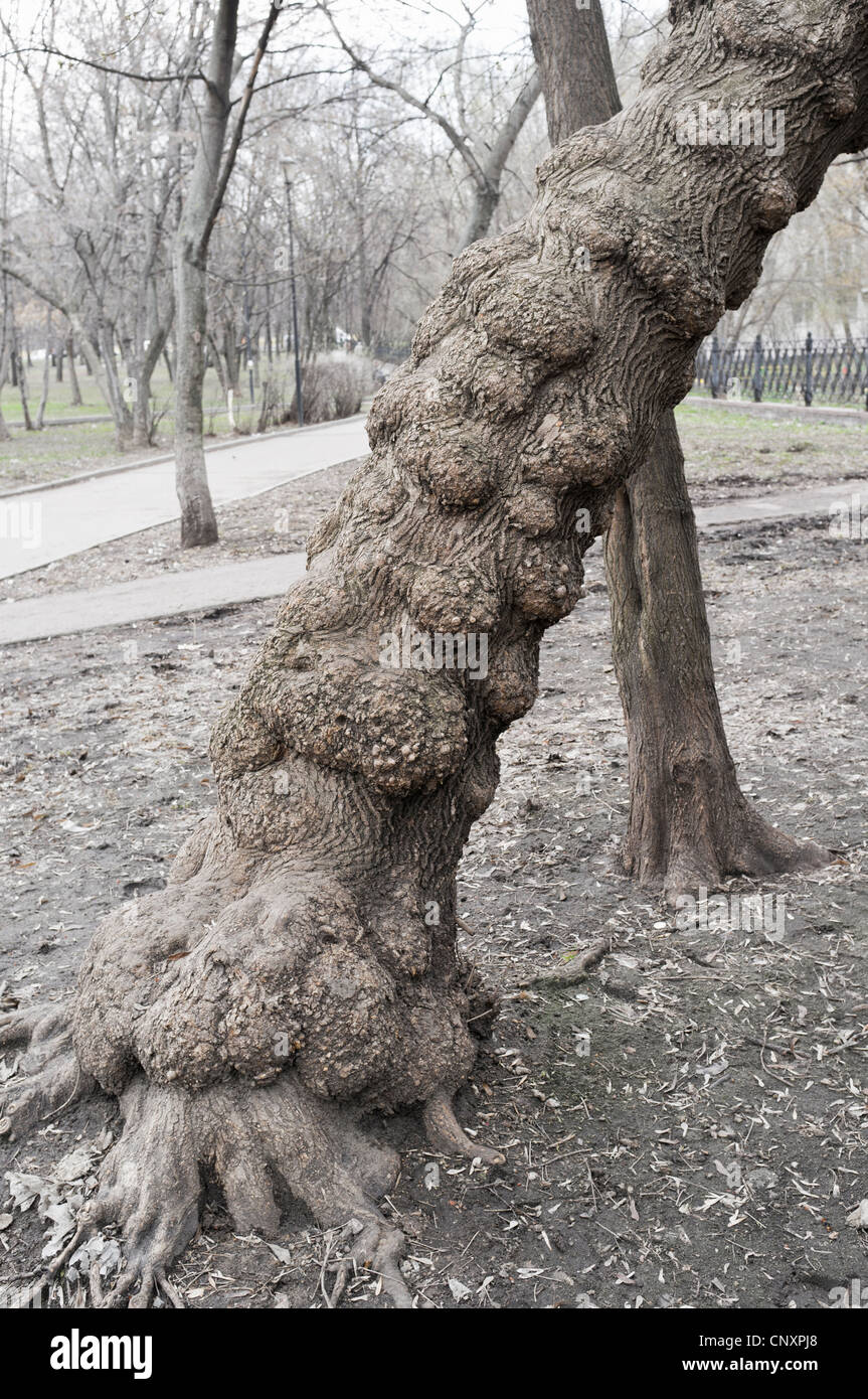 Abnormal tree hi-res stock photography and images - Alamy