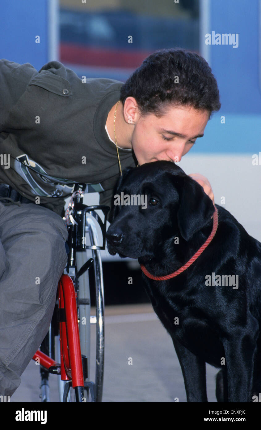 Labrador Retriever (Canis lupus f. familiaris), wheelchair user and ...