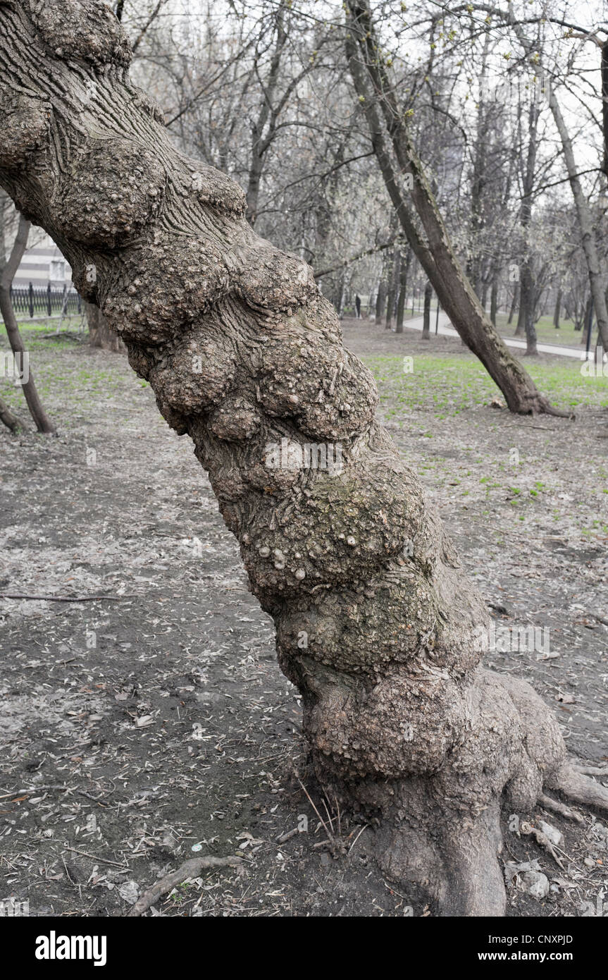 Abnormal tree trunk Stock Photo - Alamy