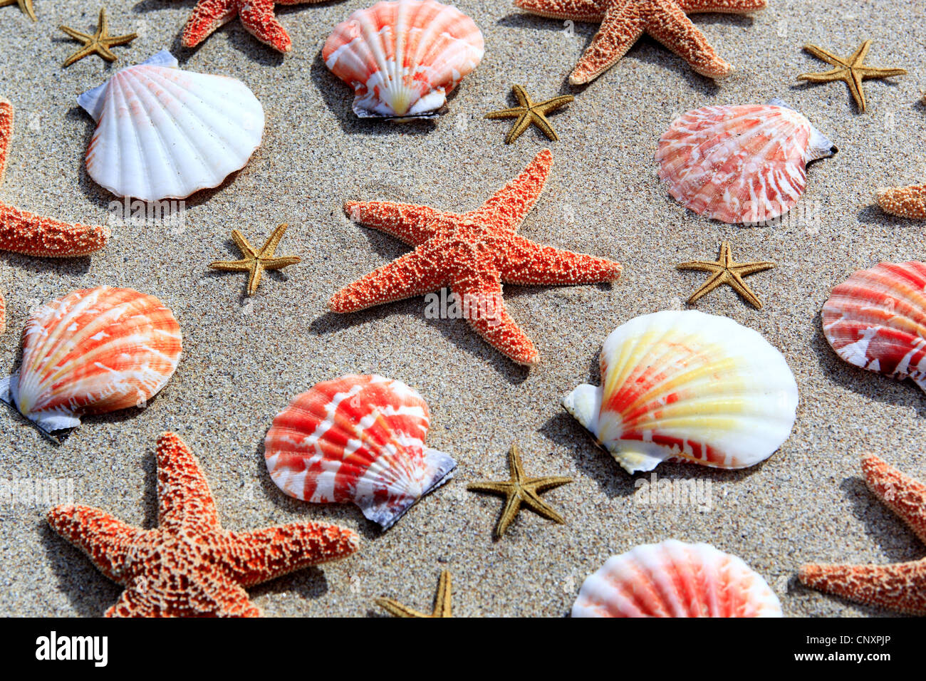 starfishes with shells on the beach, United Kingdom, Scotland ...