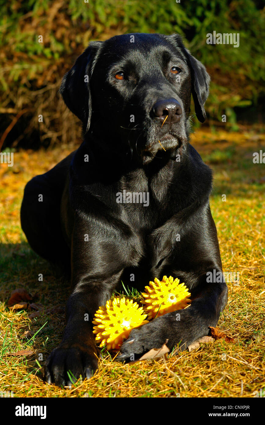 Labrador Retriever (Canis lupus f. familiaris), lying in meadow with ...