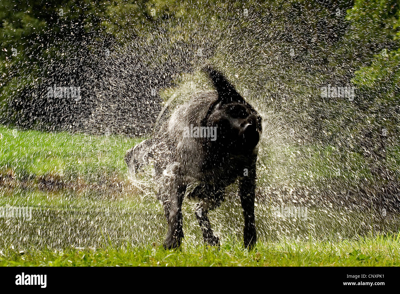 Labrador Retriever (Canis lupus f. familiaris), shaking water from the ...