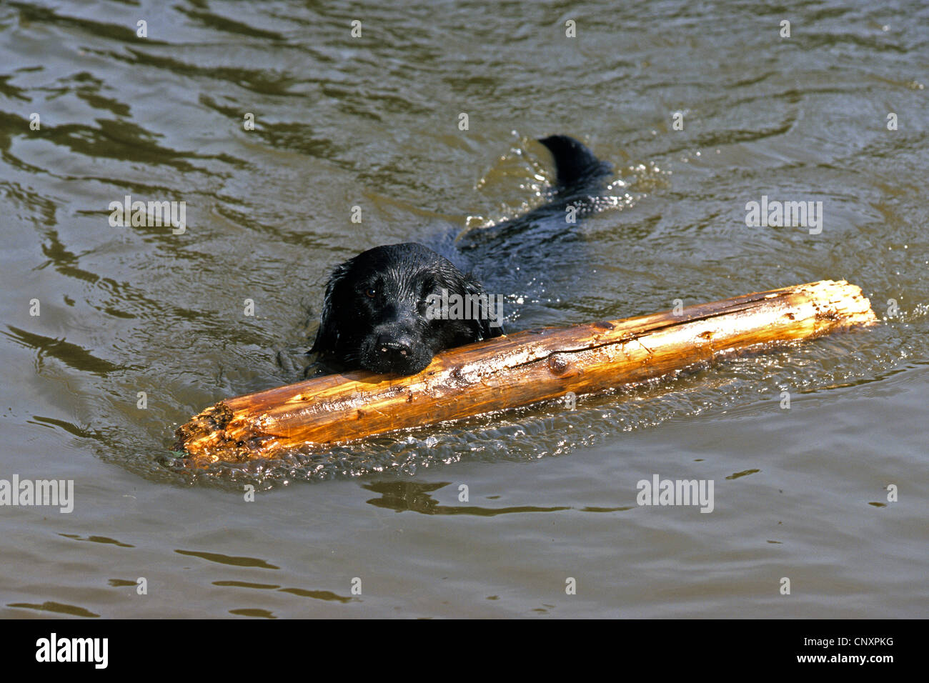 Labrador Retriever (Canis lupus f. familiaris), pulling a wooden post ...