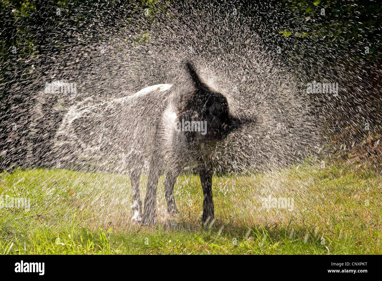 Labrador Retriever (Canis lupus f. familiaris), shaking water from the ...