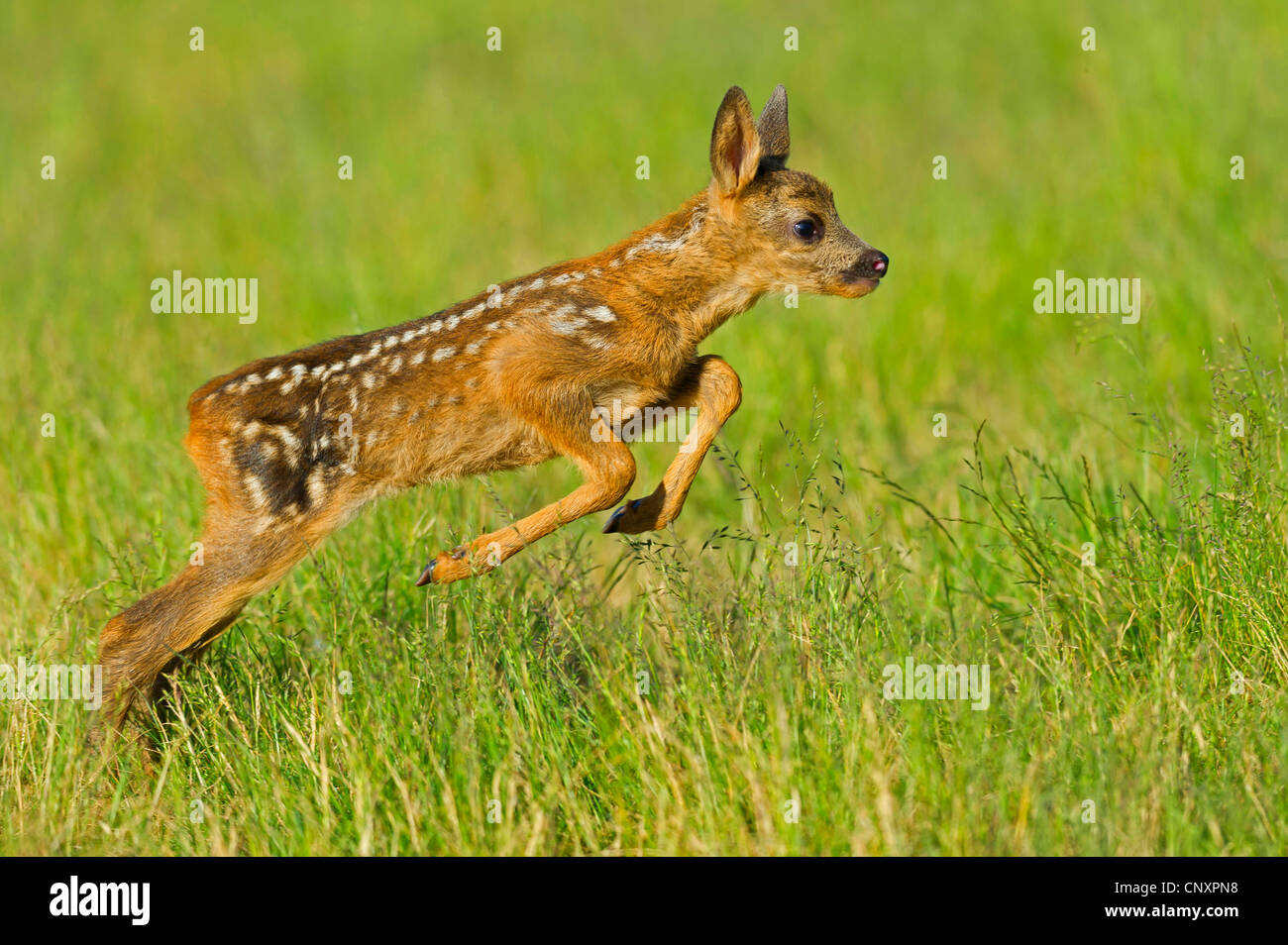 roe deer (Capreolus capreolus), fawn jumping in a meadow, Germany ...