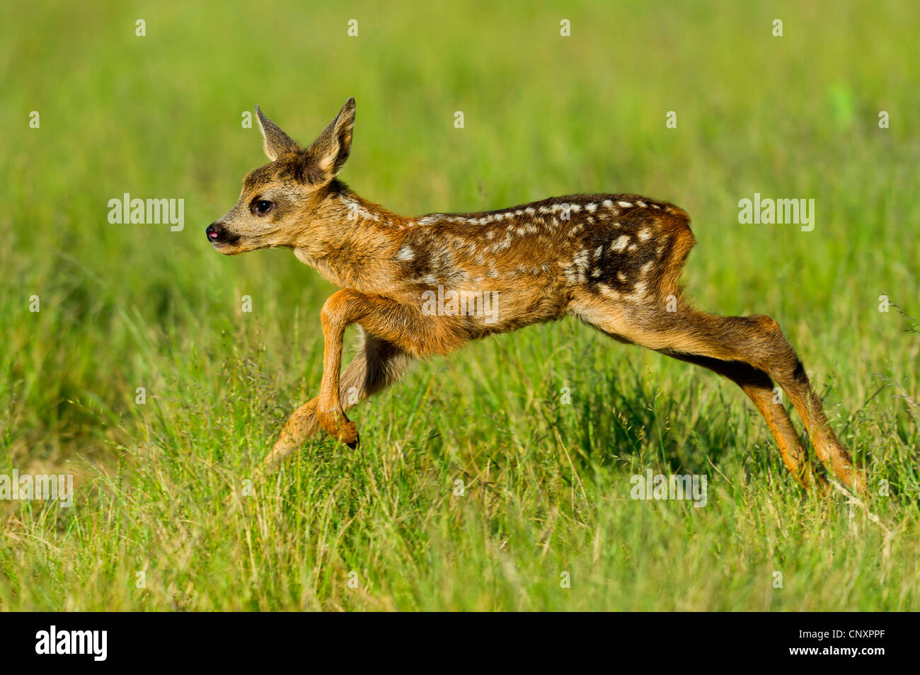 roe deer (Capreolus capreolus), fawn running in a meadow, Germany ...