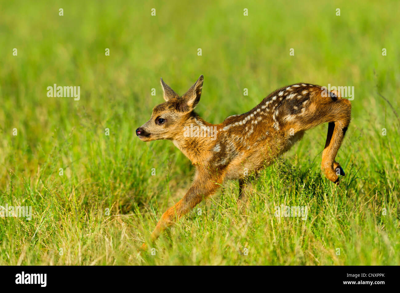 roe deer (Capreolus capreolus), fawn jumping in a meadow, Germany ...