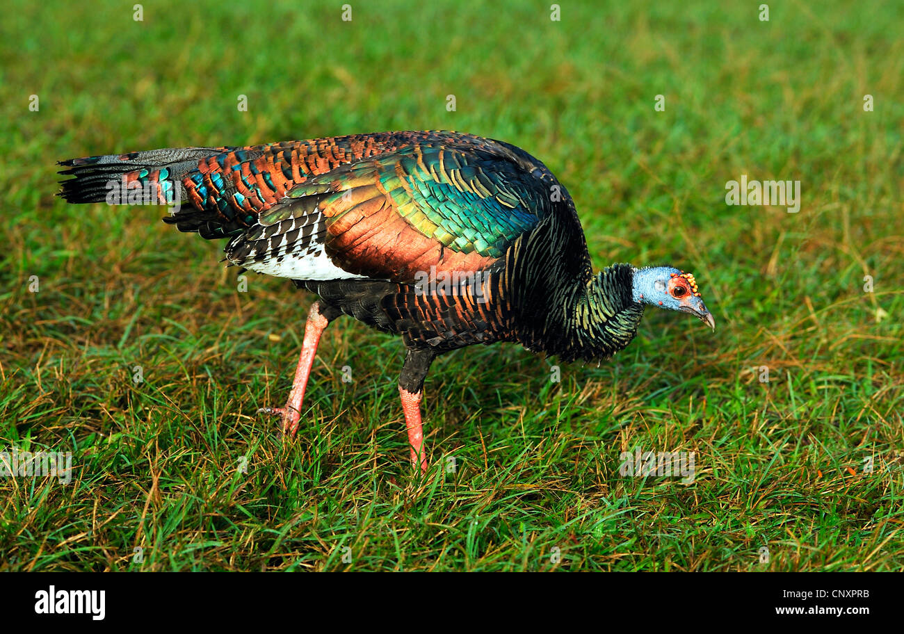 ocellated turkey (Agriocharis ocellata, Meleagris ocellata), in a ...