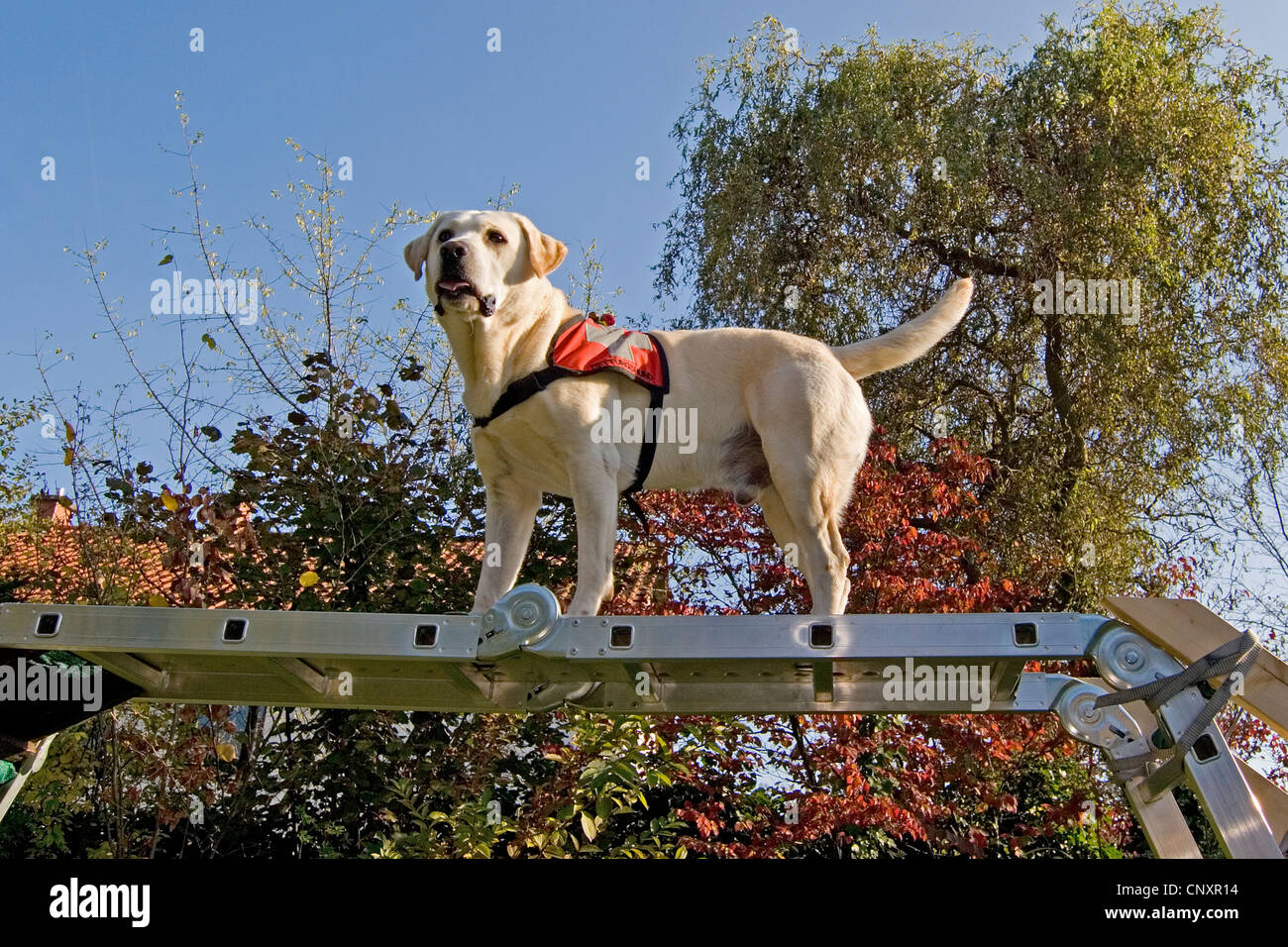 Labrador Retriever (Canis lupus f. familiaris), standing on a ladder ...