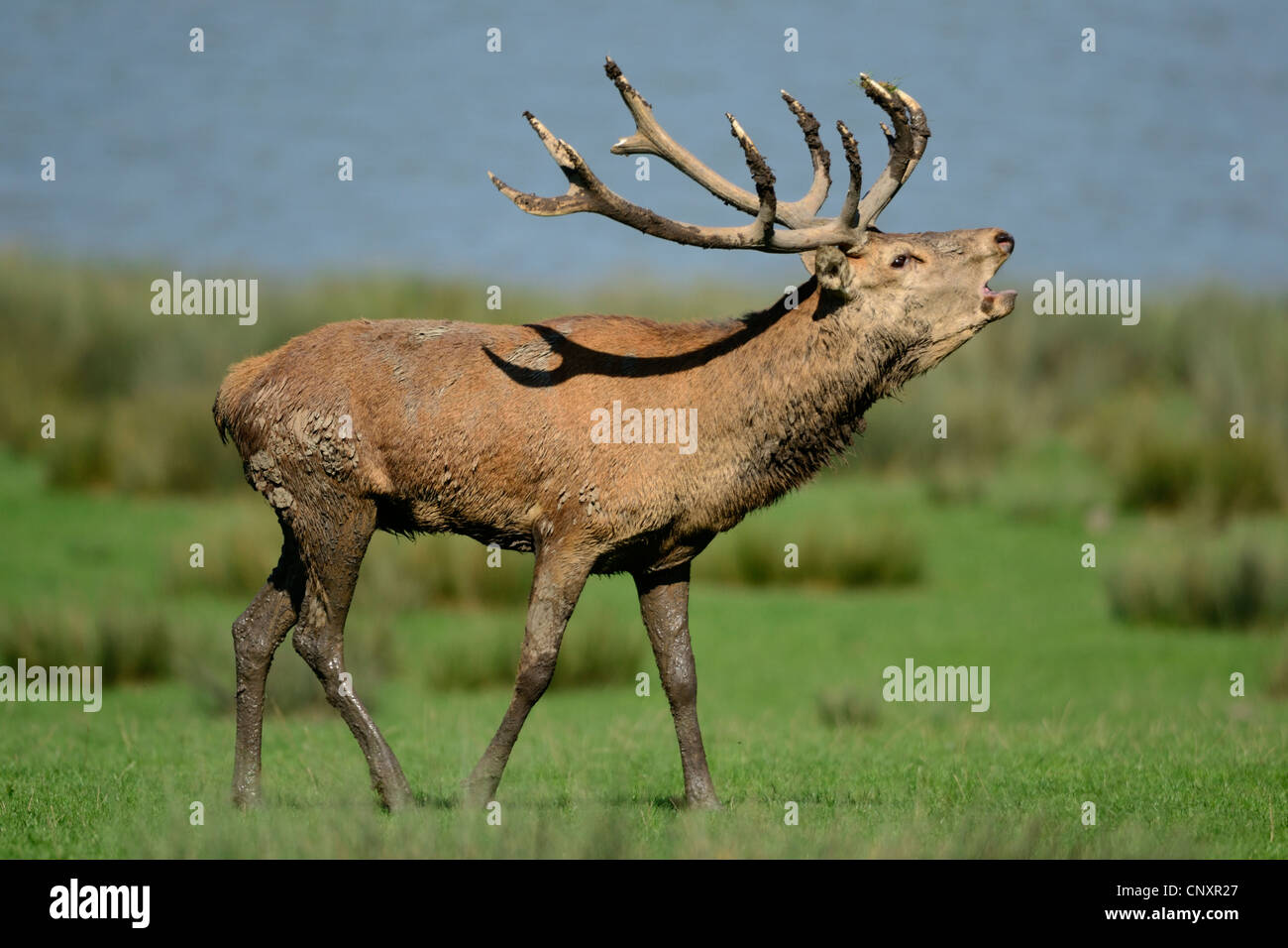 Red deer (cervus elephus) roaring during rutting season near lake ...